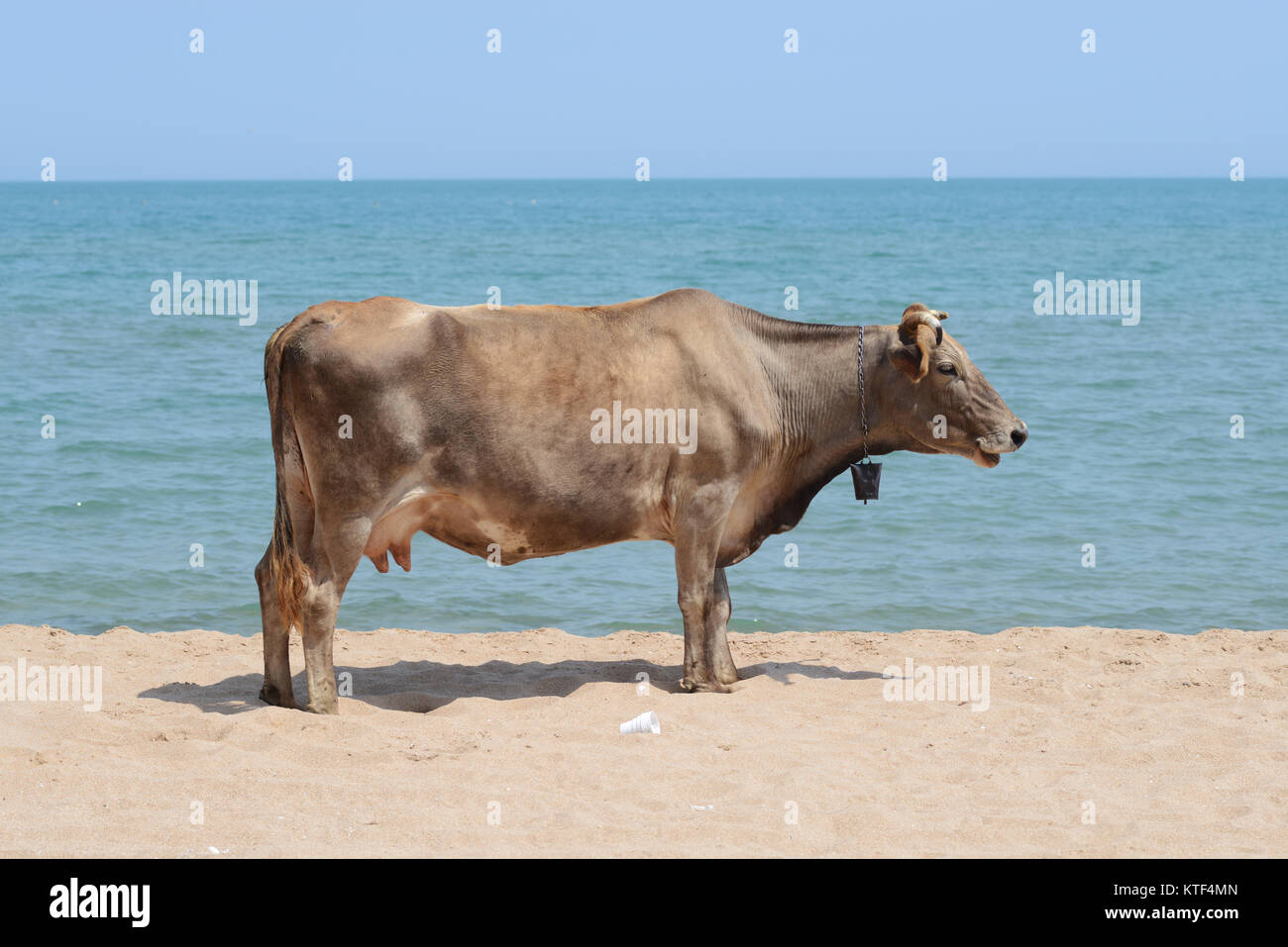 Calf Pasture Beach High Resolution Stock Photography and Images - Alamy
