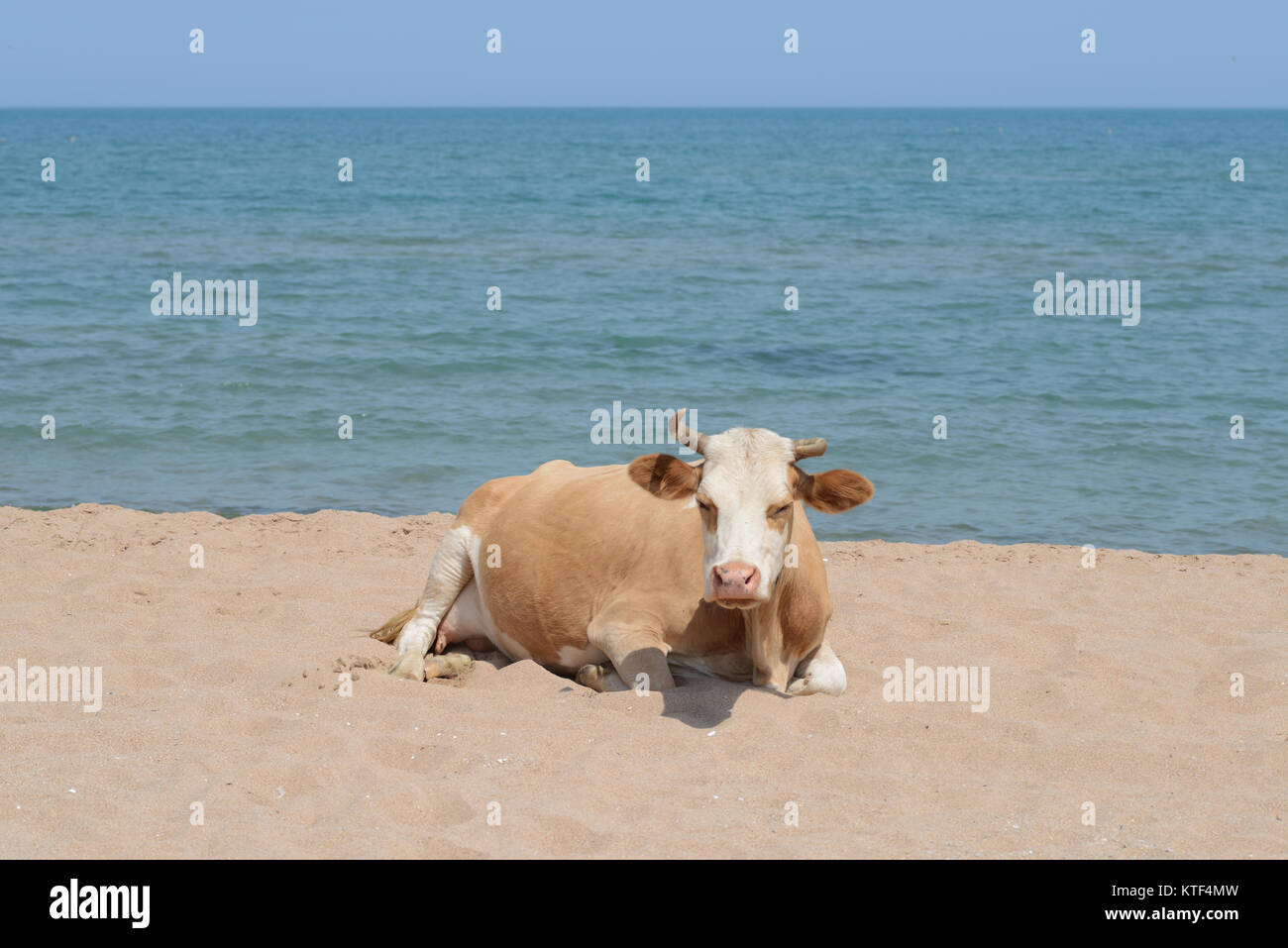 Cow at beach Stock Photo - Alamy