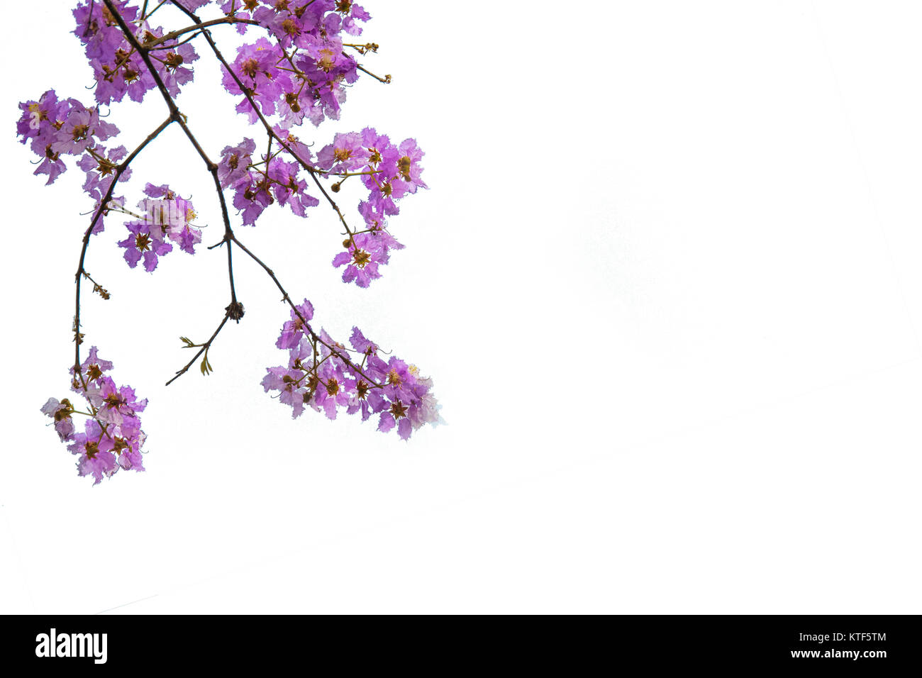 New forest flowers Cut Out Stock Images & Pictures - Alamy