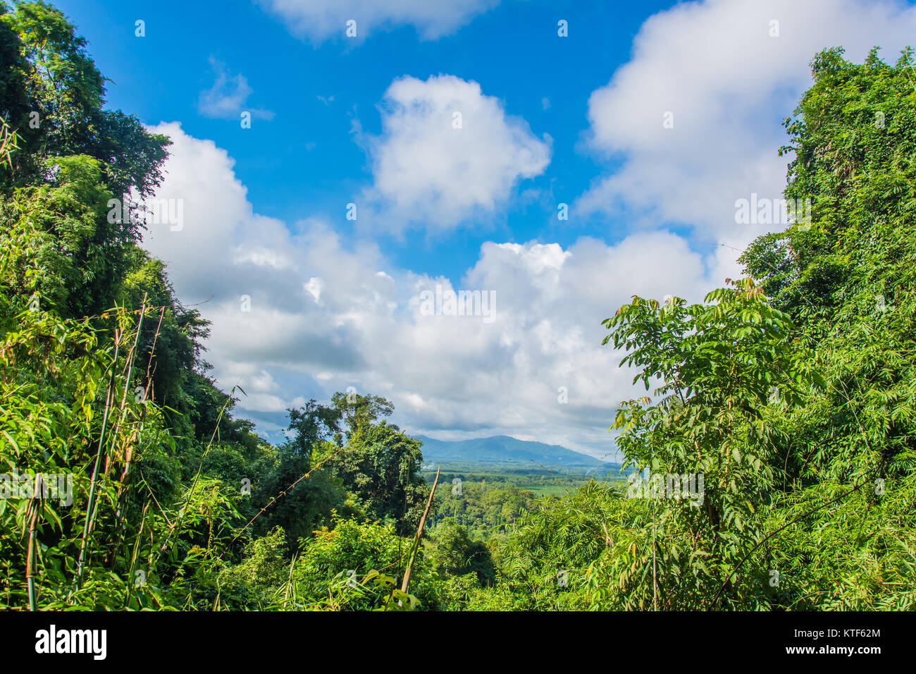 sky and trees Stock Photo - Alamy