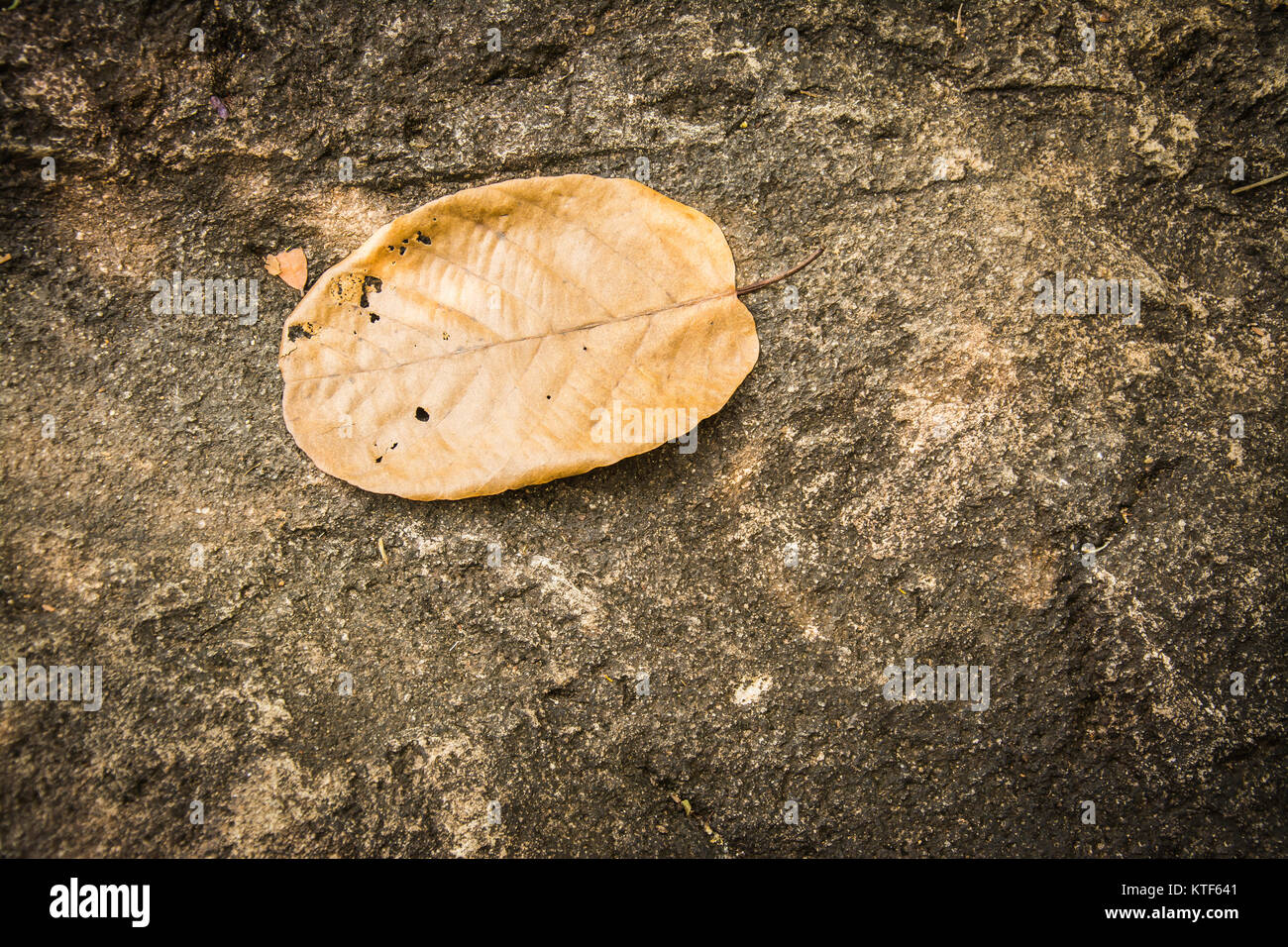 Leaf on stone Stock Photo - Alamy