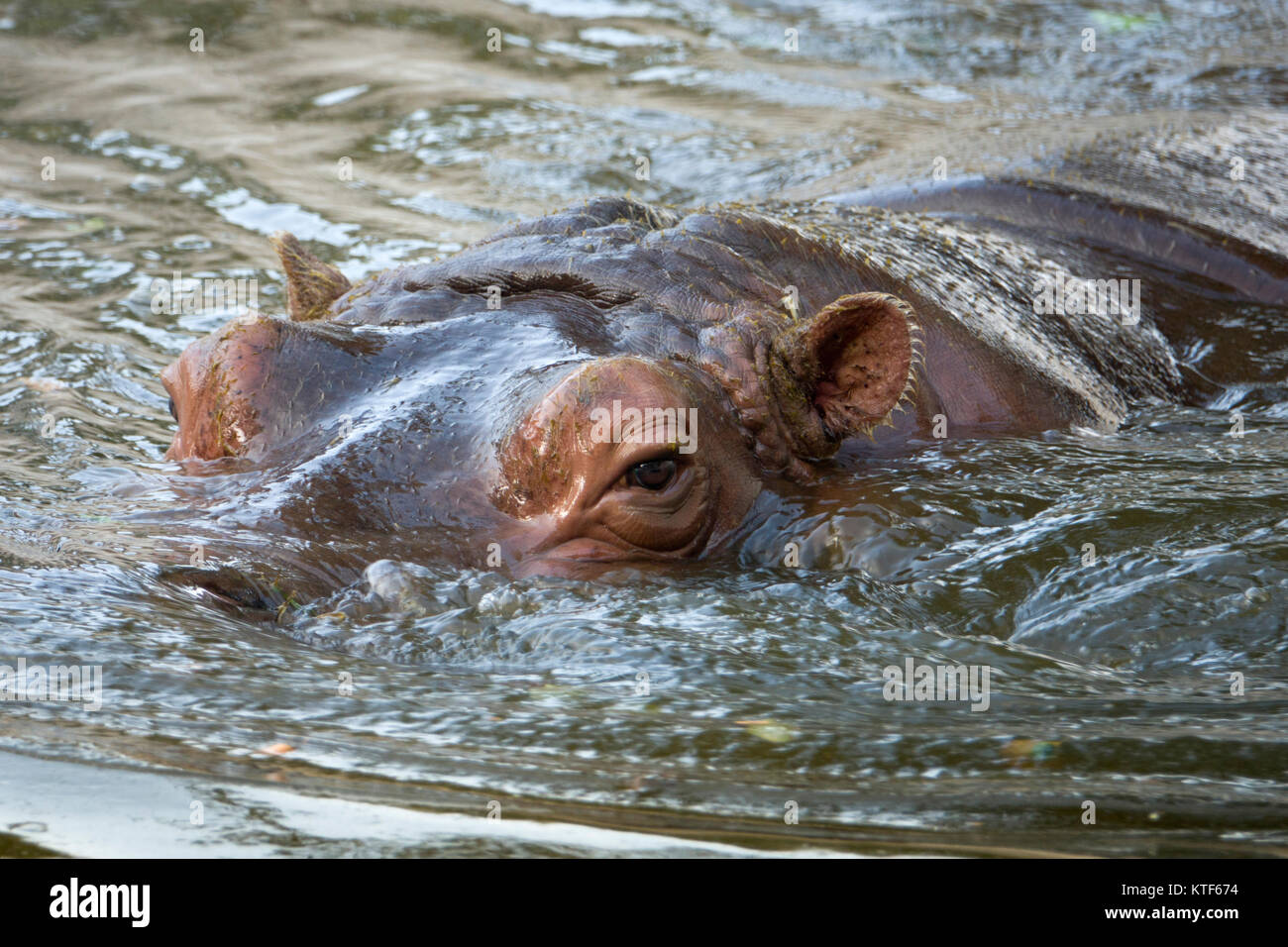 Hippopotamus (Hippo) bathing in water closeup view Stock Photo - Alamy
