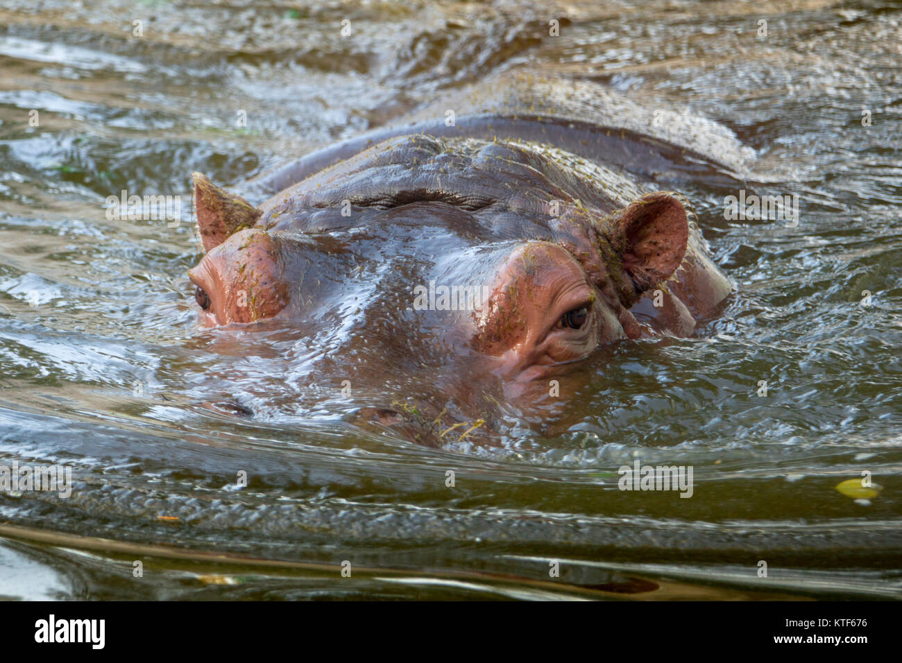 Hippopotamus (Hippo) bathing in water closeup view Stock Photo - Alamy
