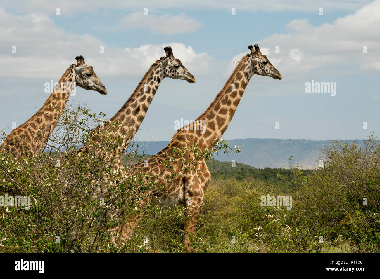 Three male Masai Giraffe (Giraffe camelopardalis tippelskirchi ...