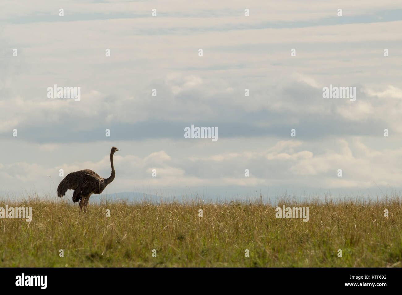 Common Ostrich (Struthio camels) on the horizon in the masai Mara game ...