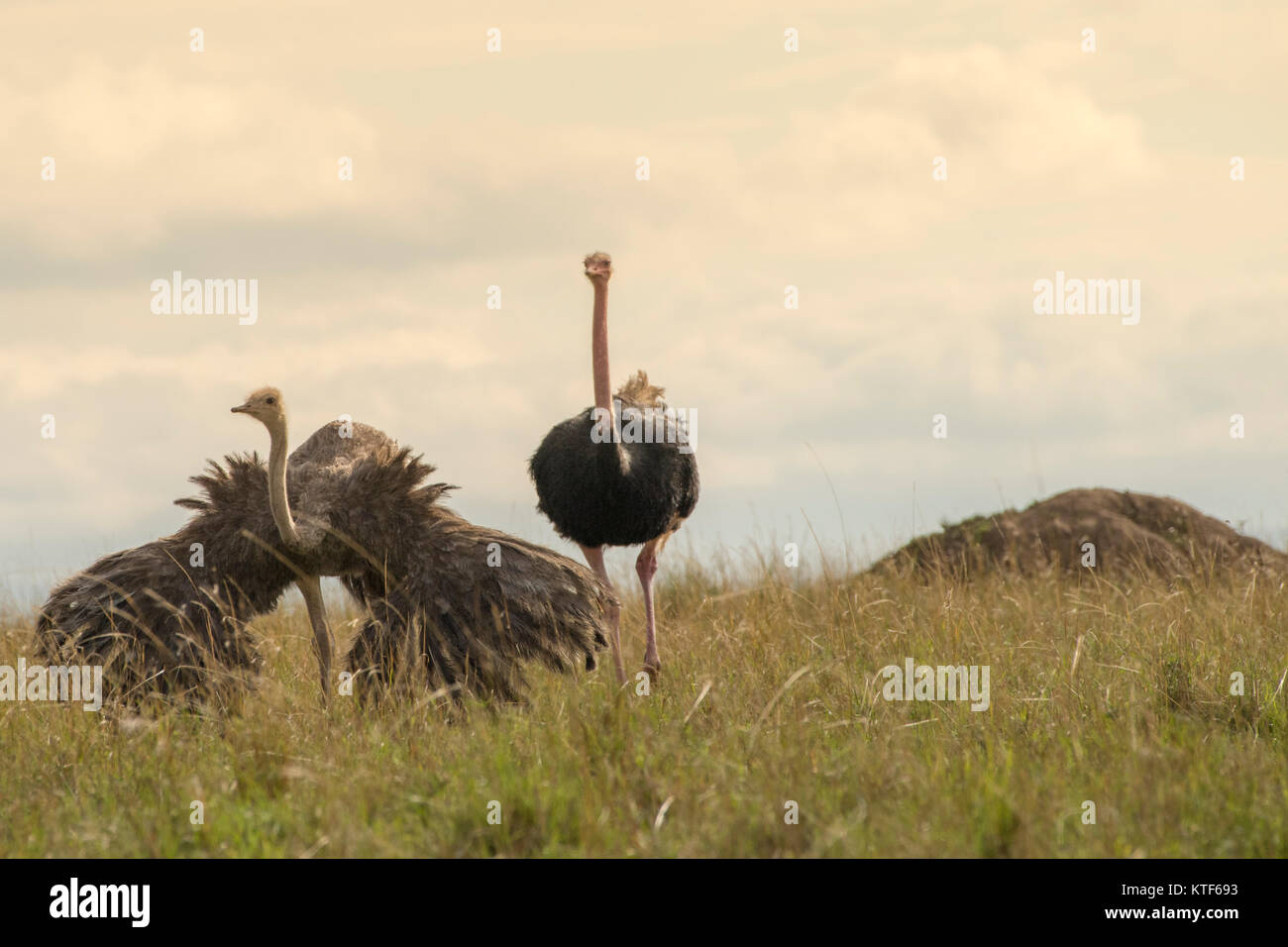Common Ostrich (Struthio camels) male and female displaying in the ...