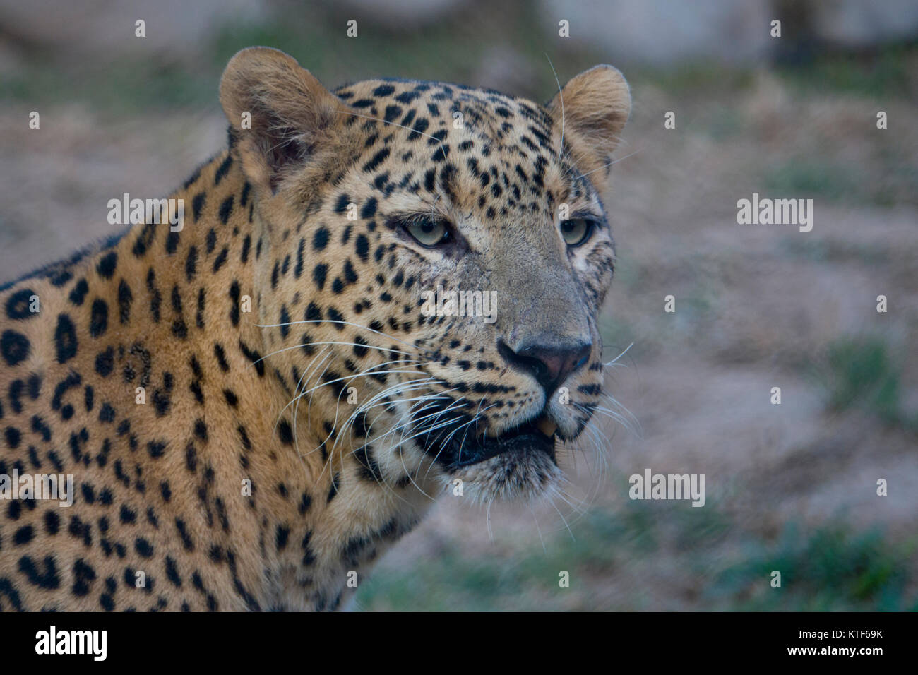 Closeup portrait of Indian leopard (Panthera pardus fusca Stock Photo ...