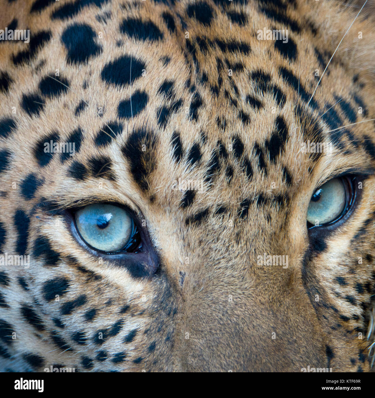 Closeup portrait of Indian leopard (Panthera pardus fusca Stock Photo ...