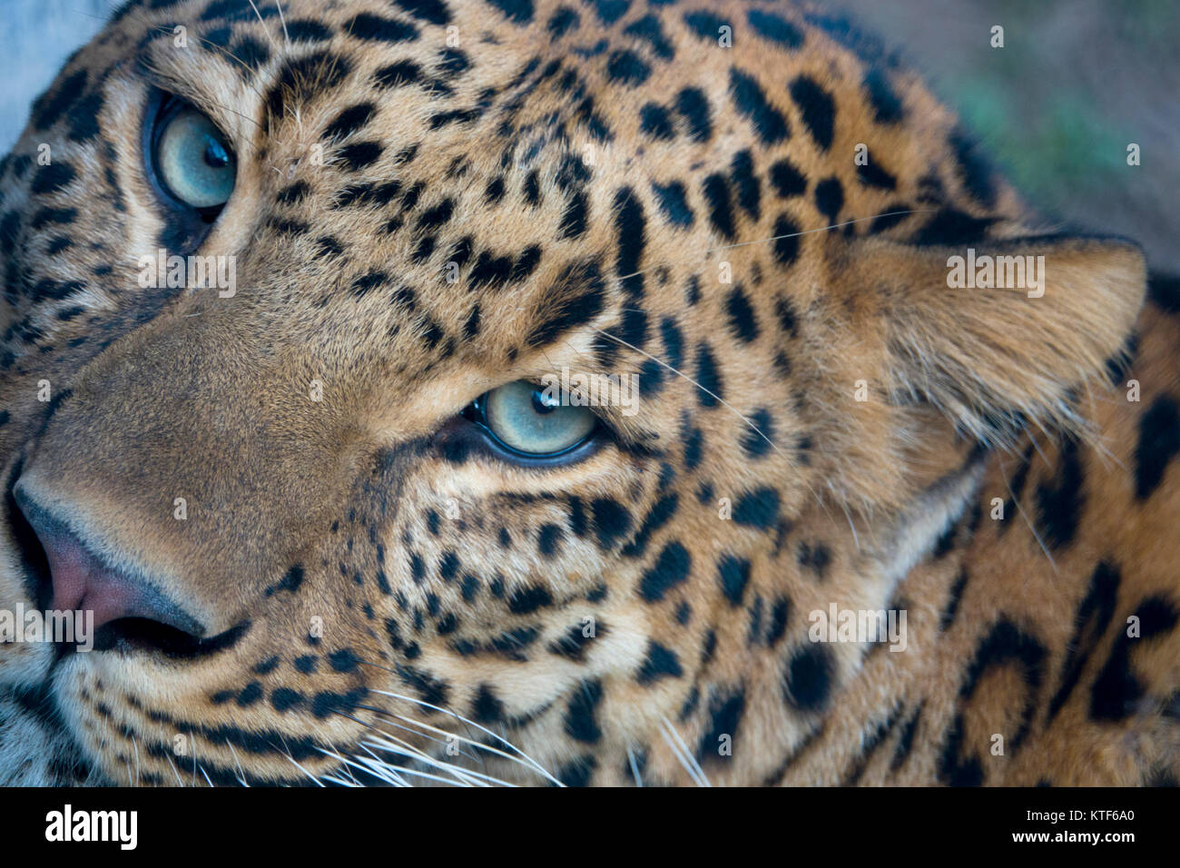 Closeup portrait of Indian leopard (Panthera pardus fusca Stock Photo ...