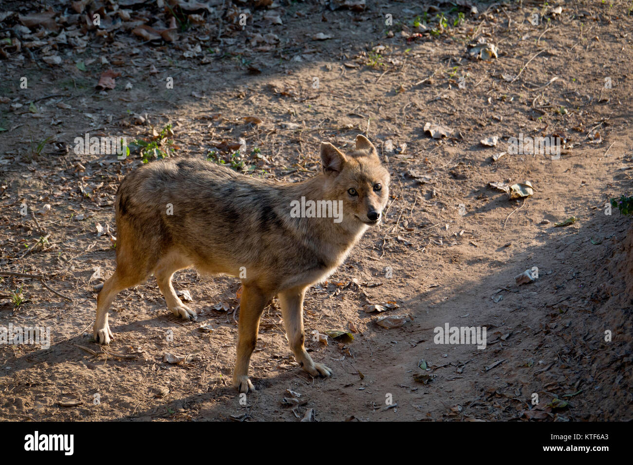 Indian wolf hi-res stock photography and images - Alamy