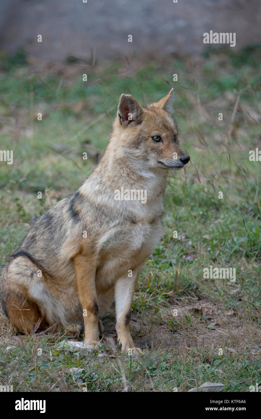 Indian wolf hi-res stock photography and images - Alamy
