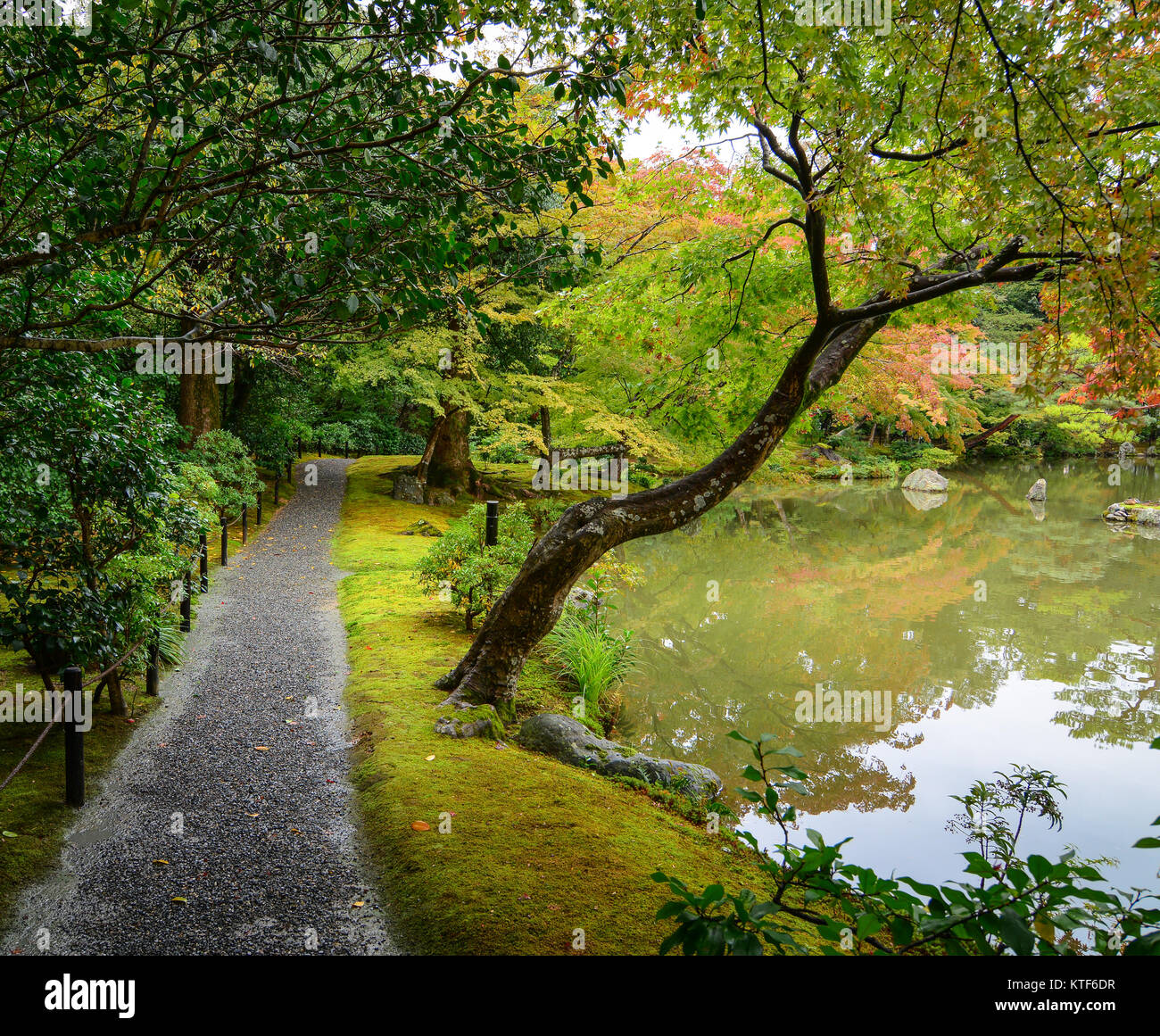 Green trees in forest with the lake in Japan Stock Photo - Alamy