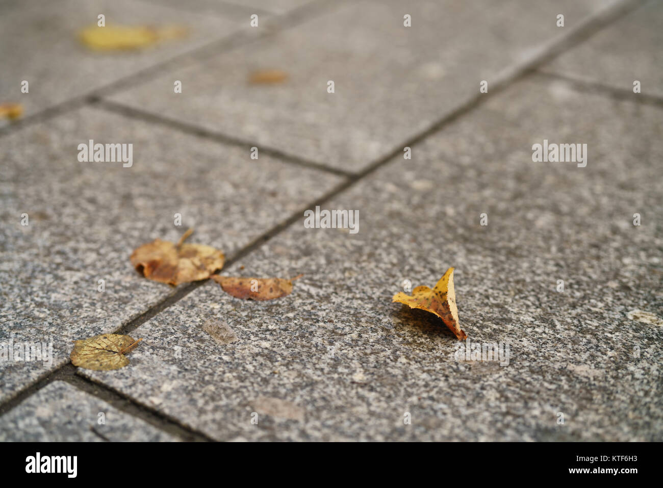 autumn leaves on old stone pavement background Stock Photo - Alamy