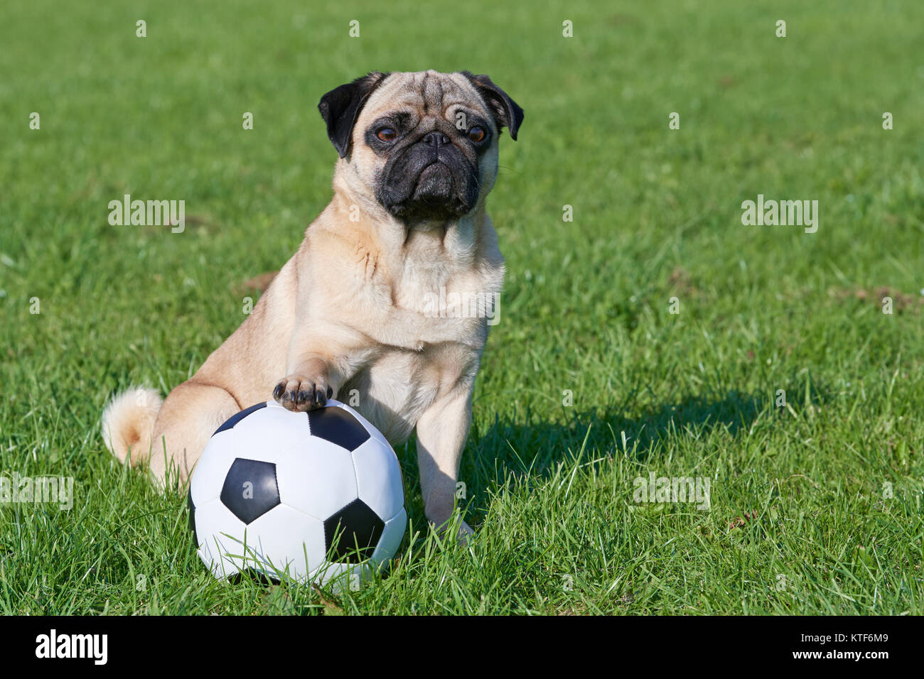 Mops mit Fußball Stock Photo - Alamy