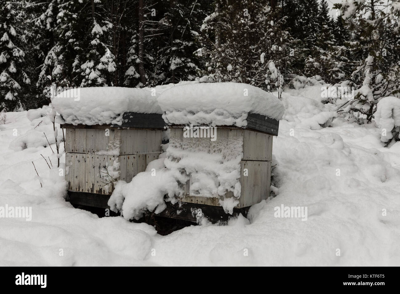 Beehives in apiary covered with snow in winter Stock Photo - Alamy