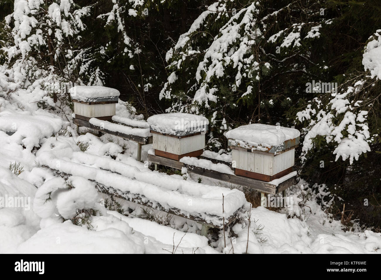 Beehives in apiary covered with snow in winter Stock Photo - Alamy