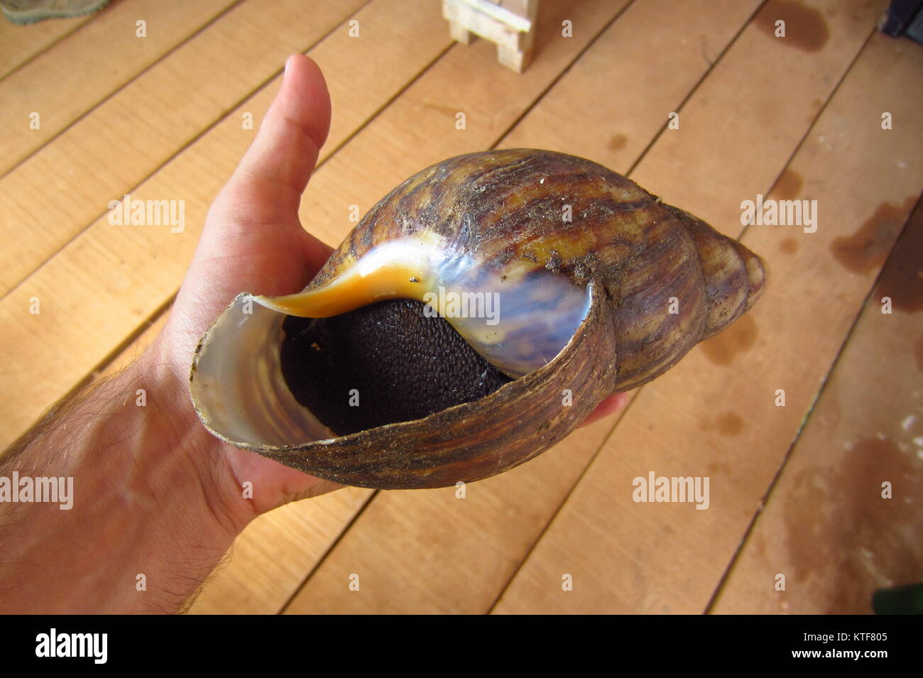 Human hand holding conch shell hi-res stock photography and images - Alamy
