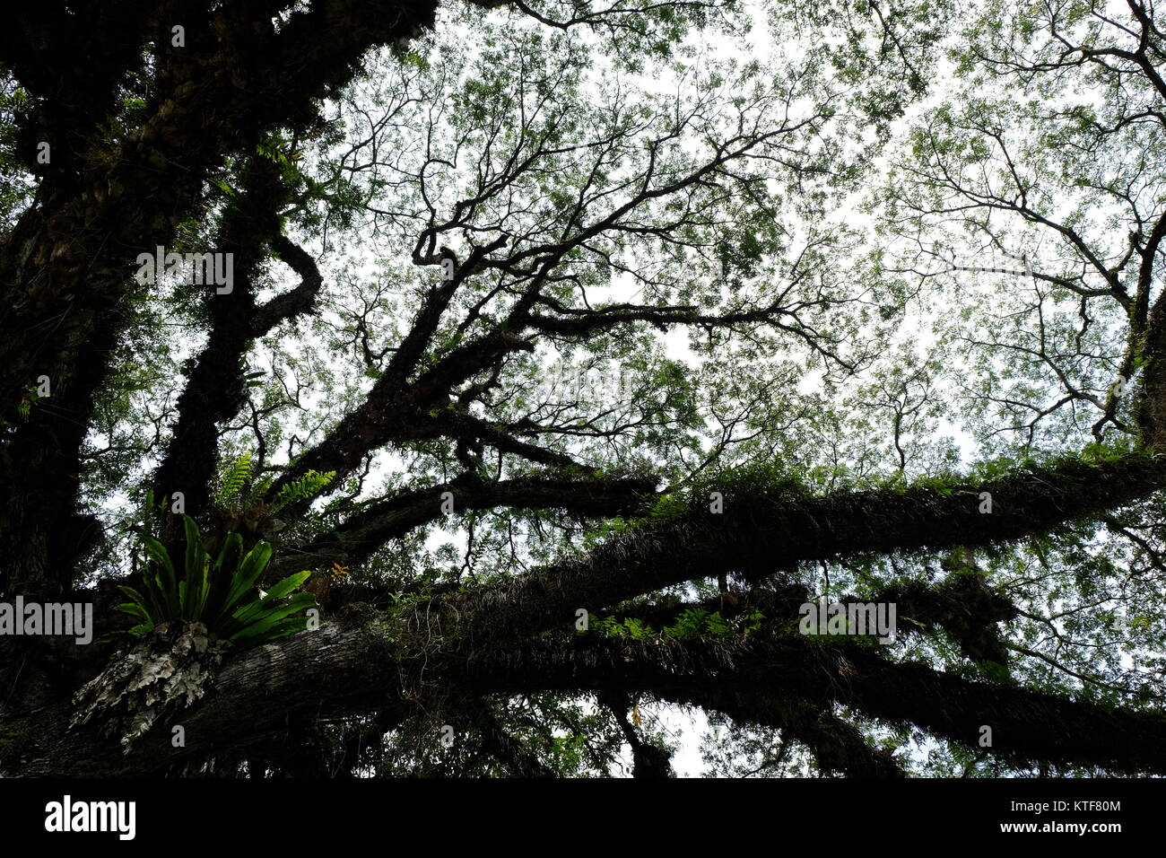 Canopy of a tropical tree in Malaysia Stock Photo - Alamy