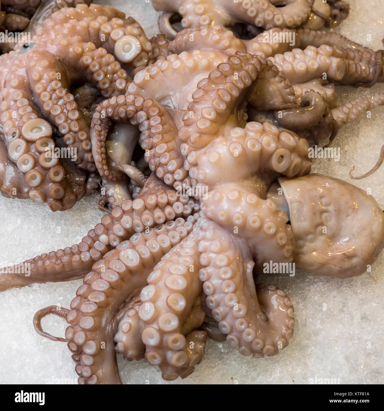 Fresh Octopus for sale at Italian Market Stock Photo - Alamy