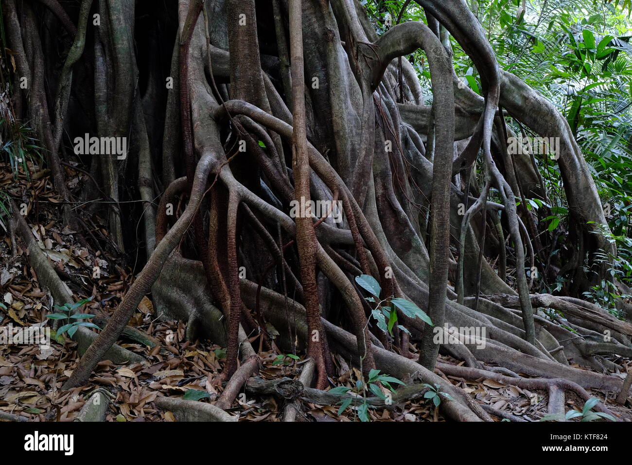 Root systems hi-res stock photography and images - Alamy