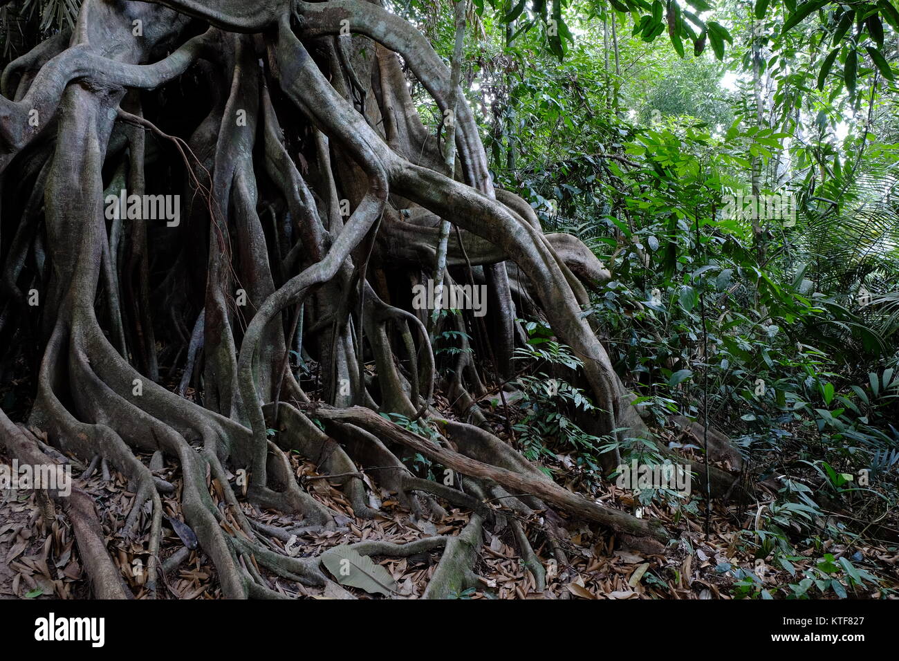 Root systems hi-res stock photography and images - Alamy