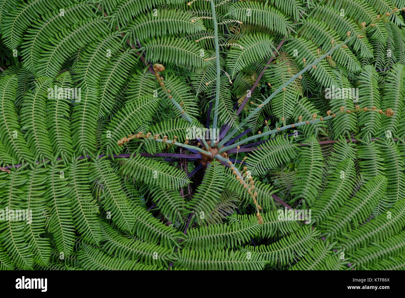 Ferns growing between the mountains of Cameron Highlands in Malaysia ...