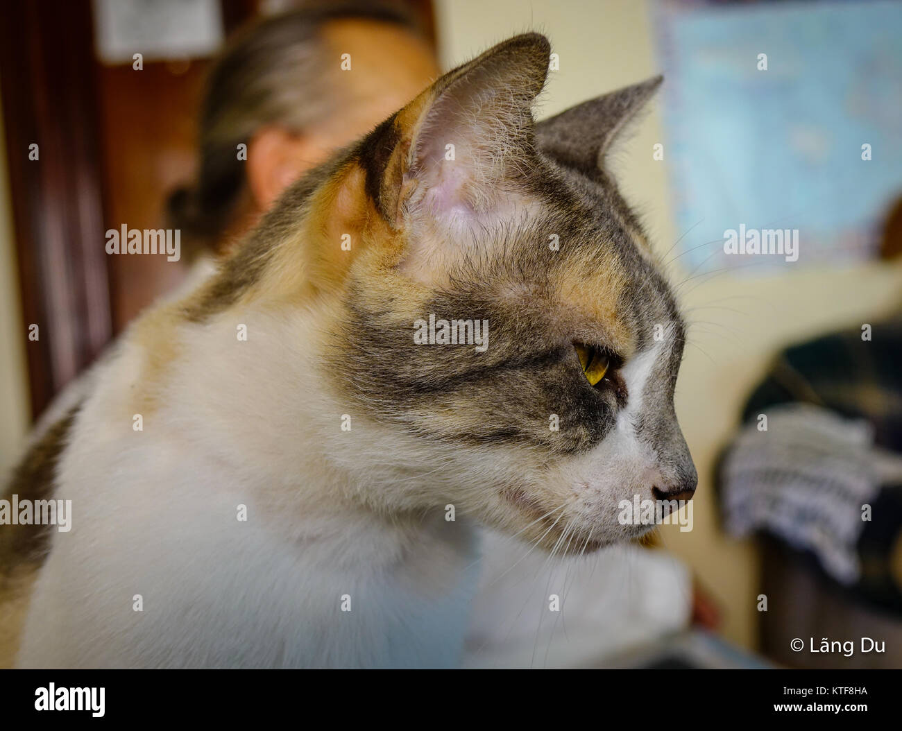 Portrait of a cute cat at house in Mahebourg, Mauritius Stock Photo - Alamy