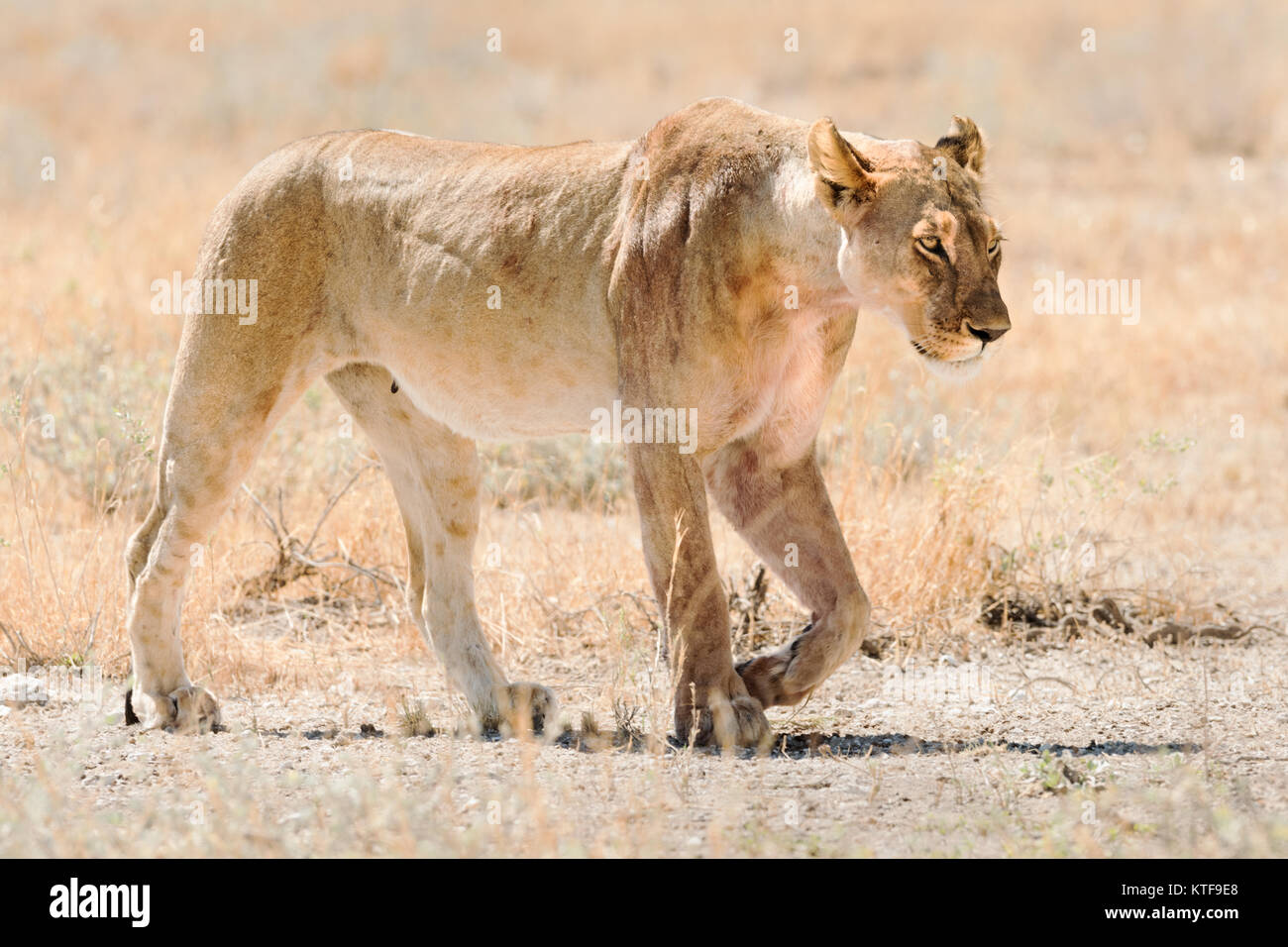 Muscular female lion wild hi-res stock photography and images - Alamy