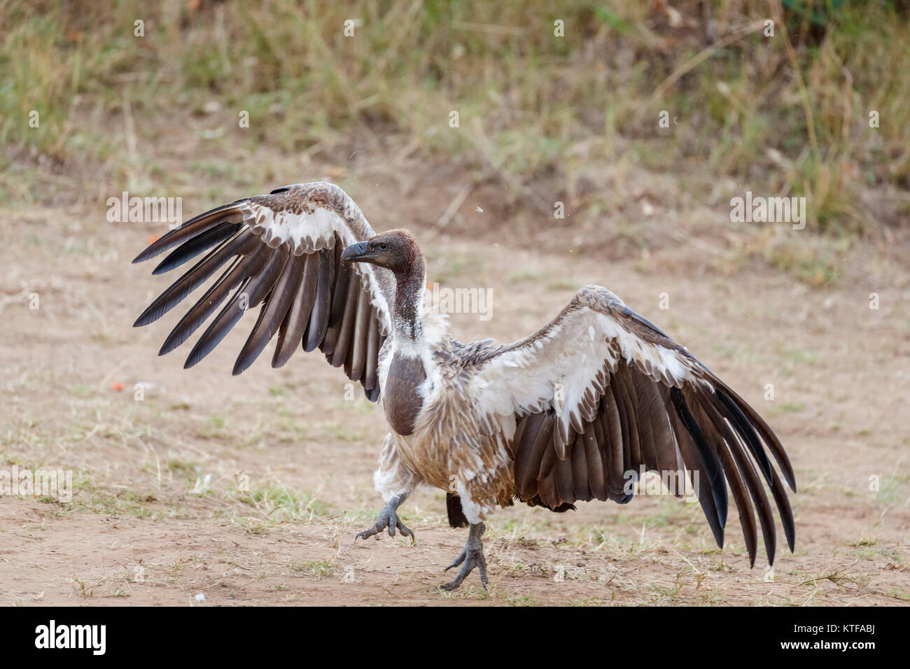 Critically endangered African white-backed vulture (Gyps africanus) in ...
