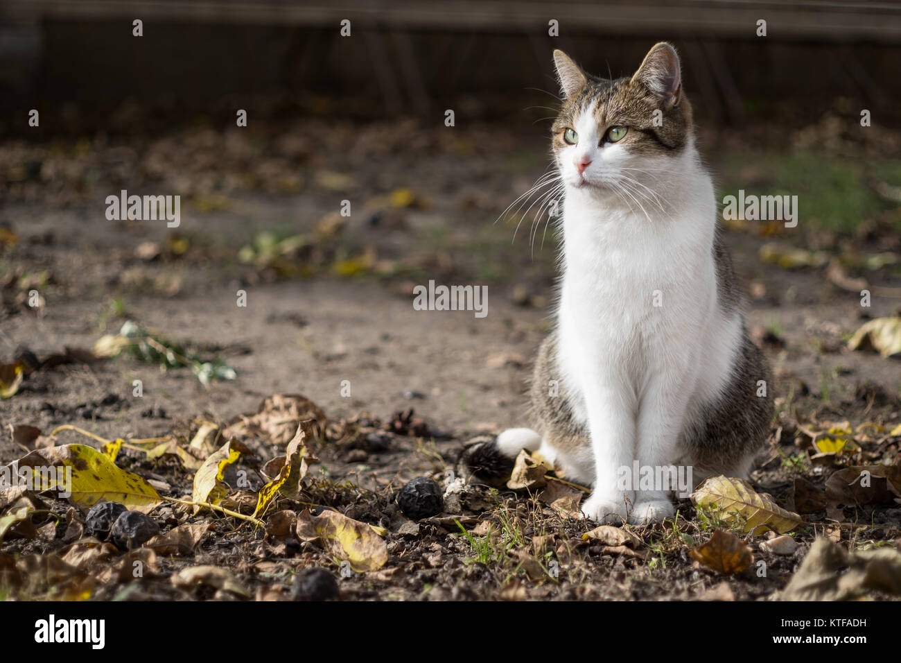 Sunshine cat hi-res stock photography and images - Alamy