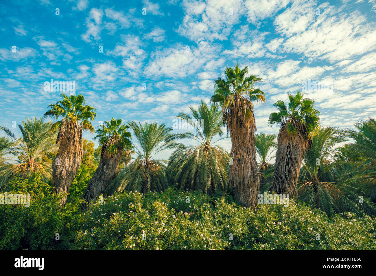 Tropical landscape with palm trees against blue sky Stock Photo - Alamy