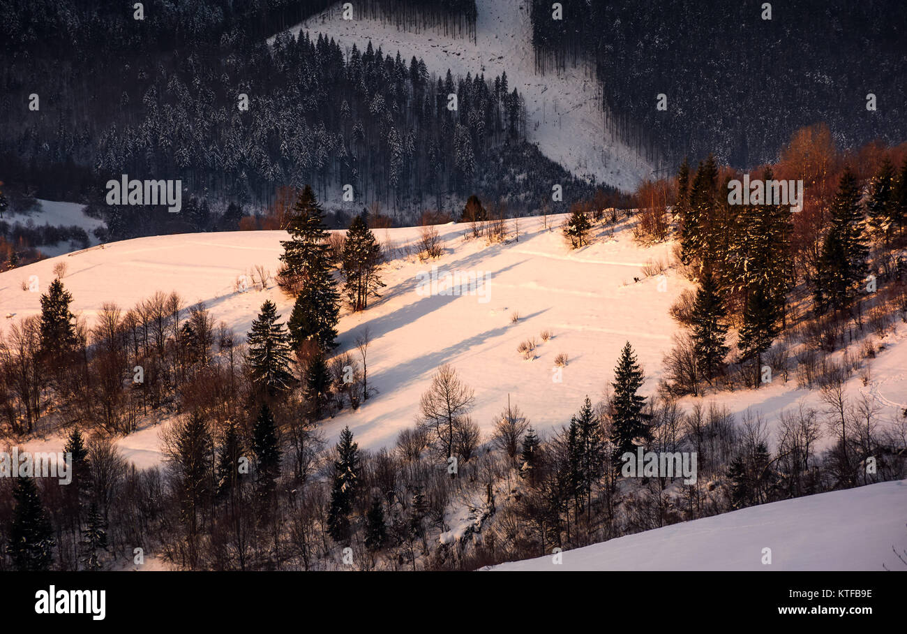 forested snowy hillside in morning light. lovely winter nature ...