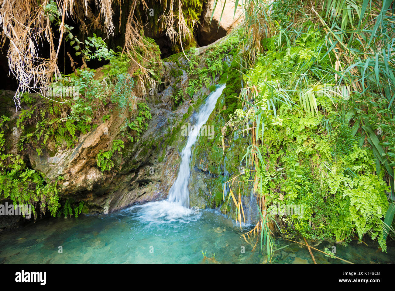 Oasis in desert. Ein Gedi nature reserve. Israel Stock Photo - Alamy