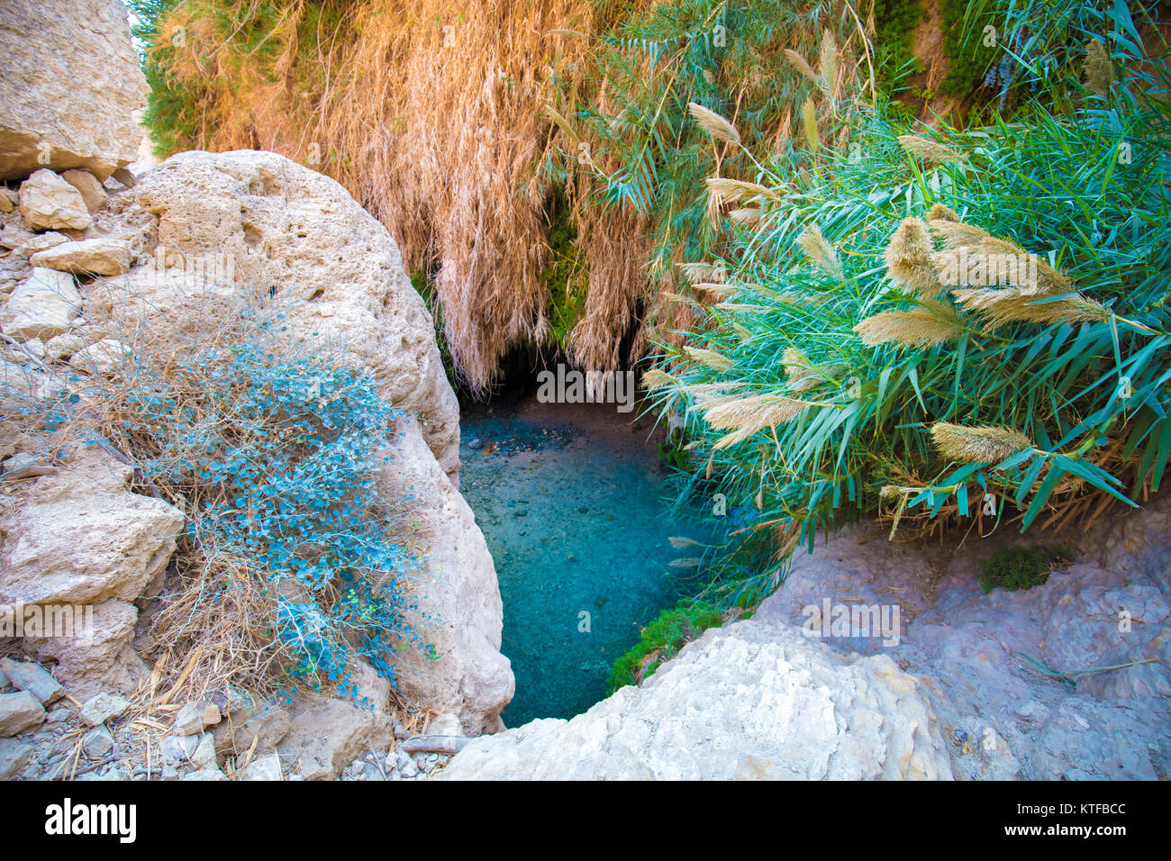 Oasis in desert. Ein Gedi nature reserve. Israel Stock Photo - Alamy