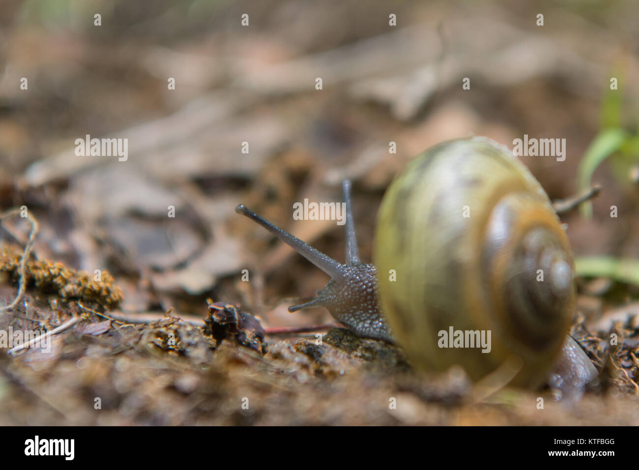 Snail Crawls Away Stock Photo - Alamy