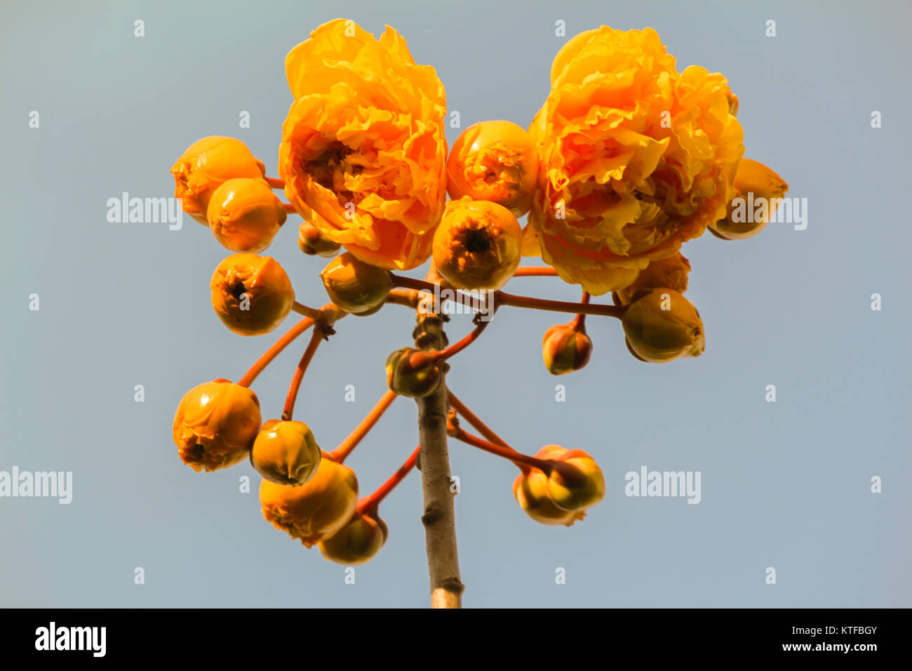 Yellow flowers on sky isolation picture Stock Photo - Alamy