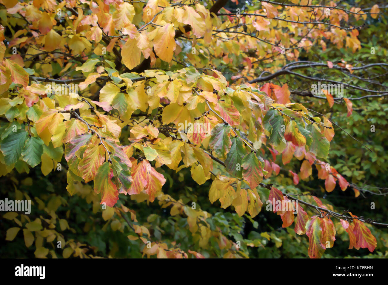 Parrotia persica tree hi-res stock photography and images - Alamy