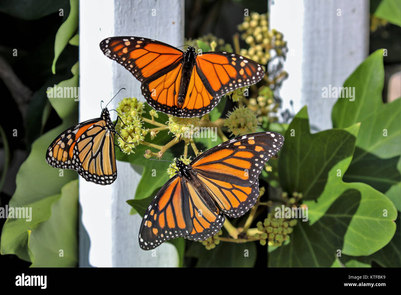 Butterflies in the garden Stock Photo - Alamy