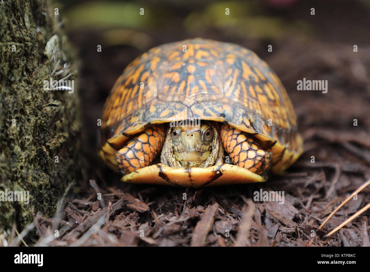 box turtle under the palm tree Stock Photo - Alamy