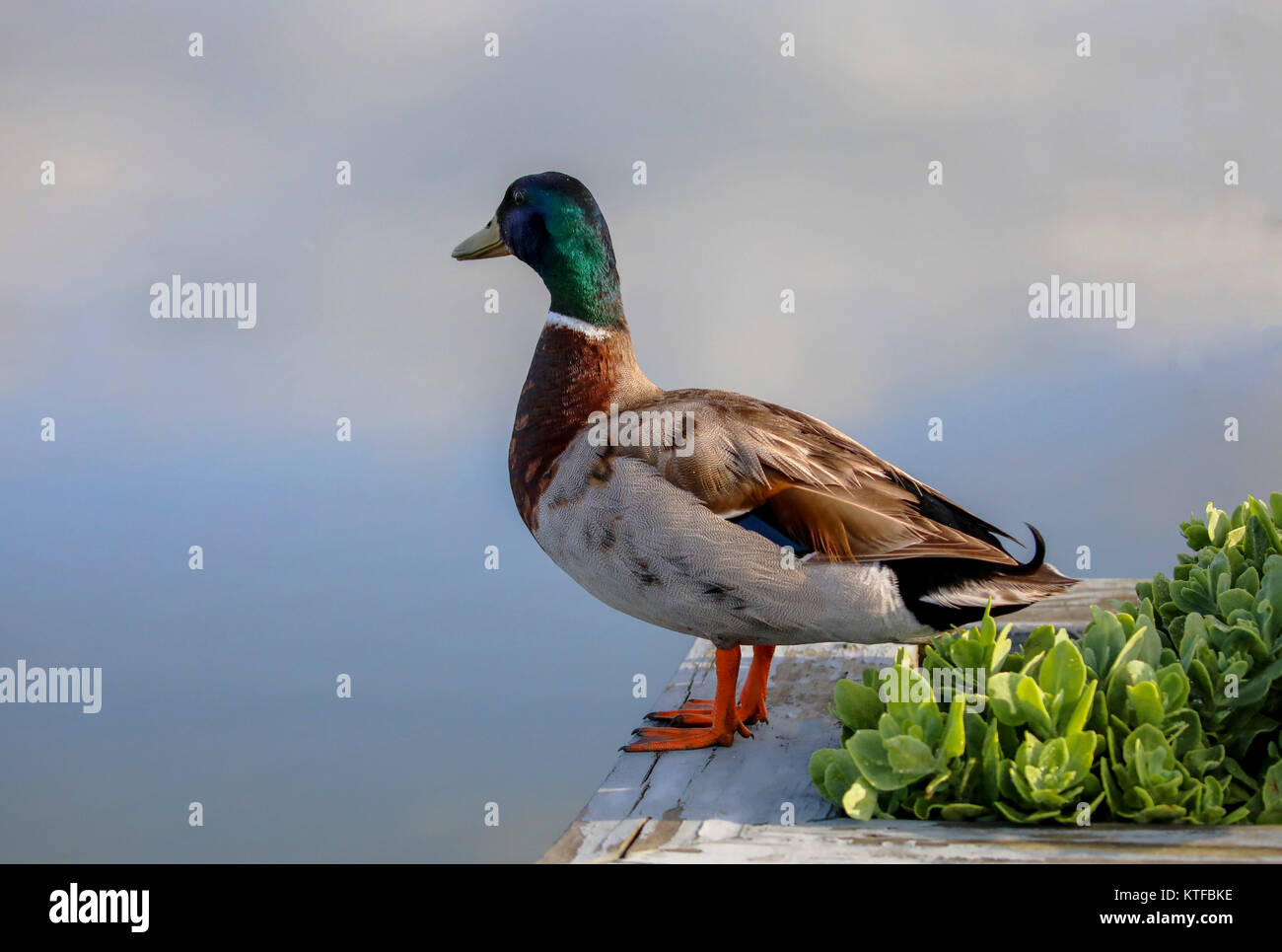 duck looking out over back creek Stock Photo - Alamy
