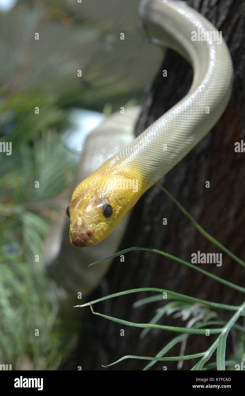 Tree climbing snakes hi-res stock photography and images - Alamy