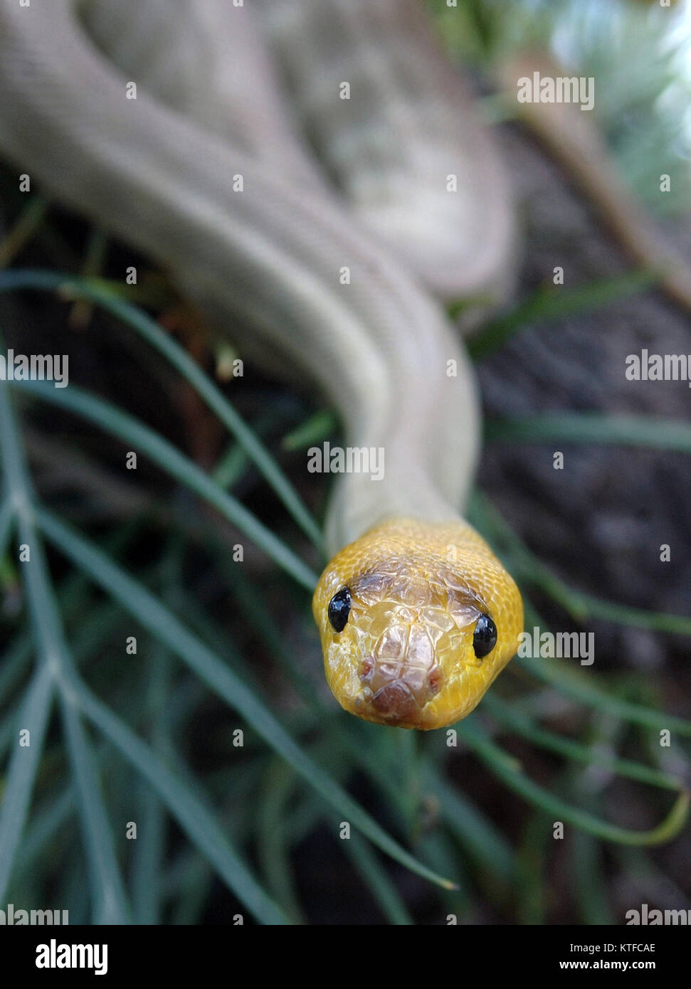 Portrait of South Australian woma python, Aspidites ramsayi, on a tree ...