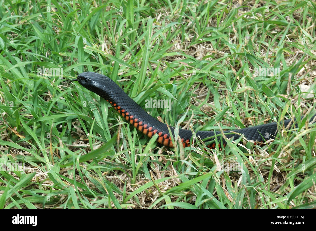 Australian red bellied black snake, Pseudichis porphyriacus Stock Photo ...