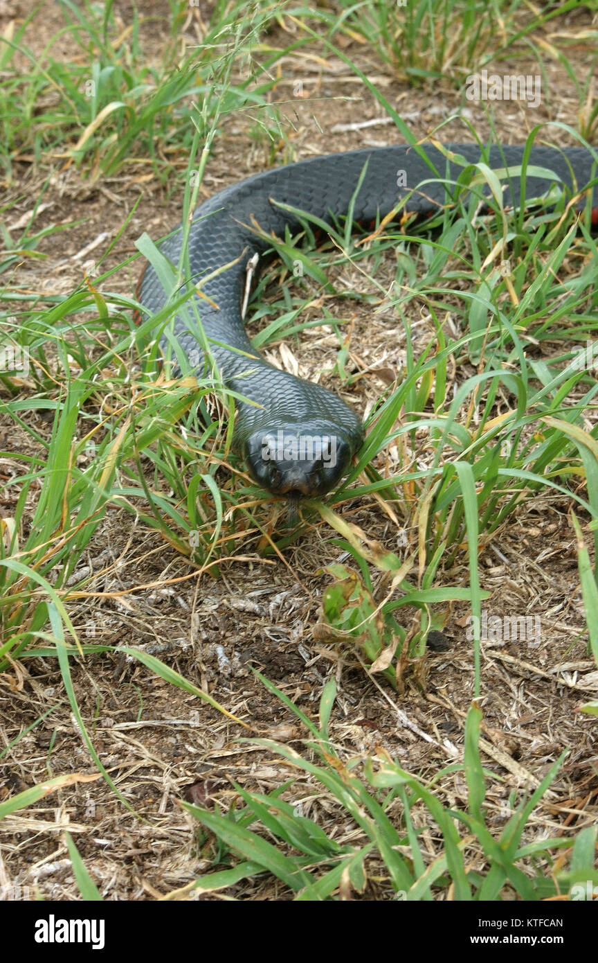 Australian red bellied black snake, Pseudichis porphyriacus, in sparse ...