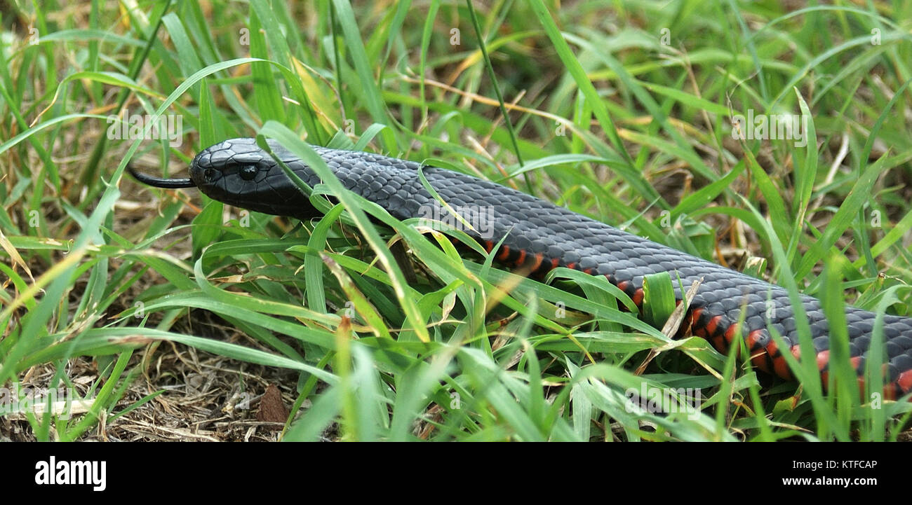 Australian red bellied black snake, Pseudichis porphyriacus, in sparse ...