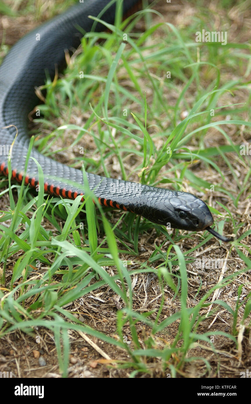 Grass cover hi-res stock photography and images - Alamy
