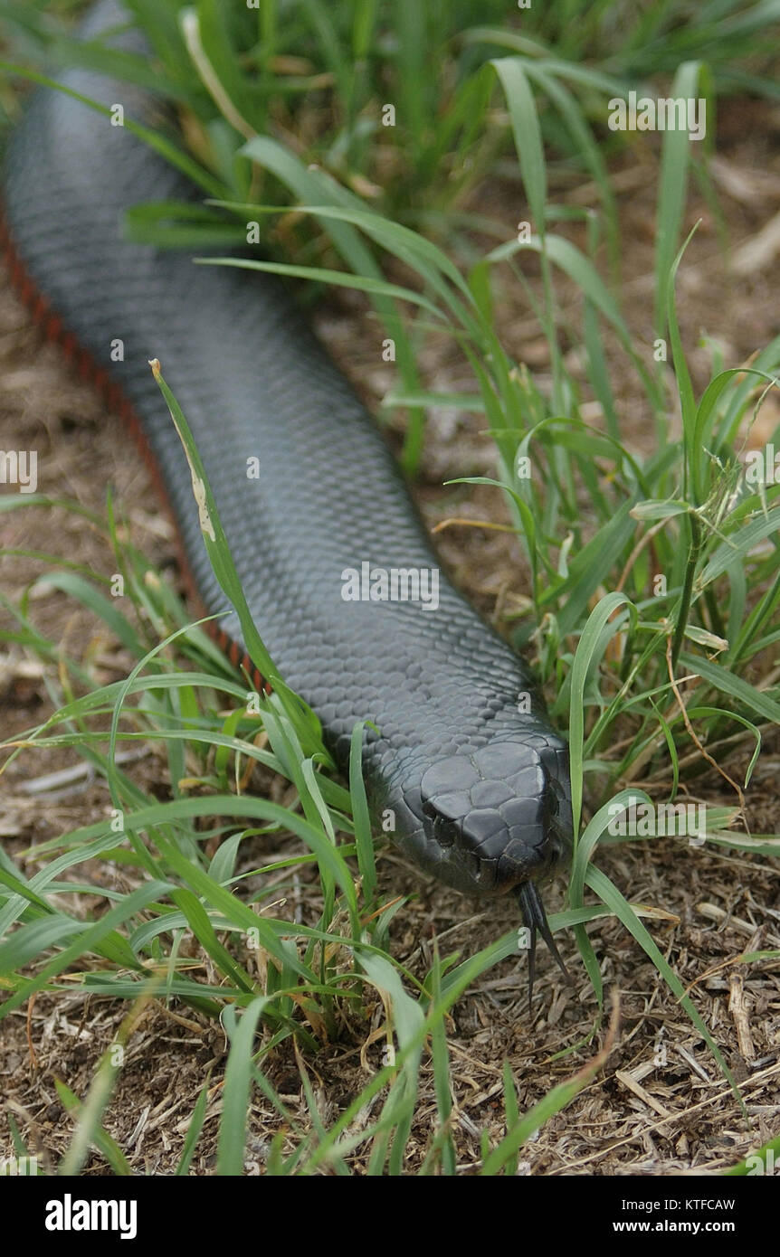 Deadly Australian Snakes High Resolution Stock Photography and Images ...