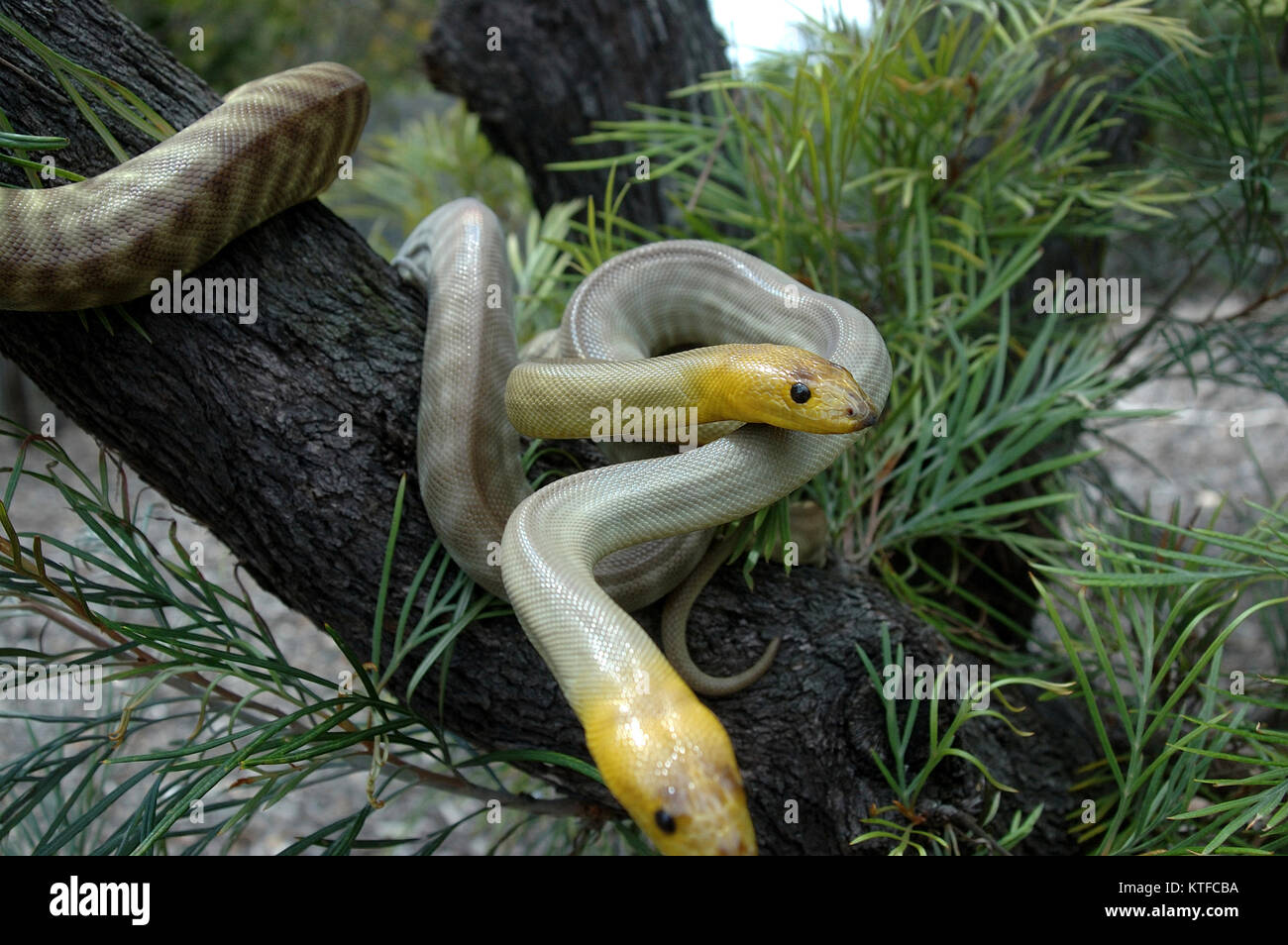 Pair of South Australian woma pythons, Aspidites ramsayi, on a tree ...