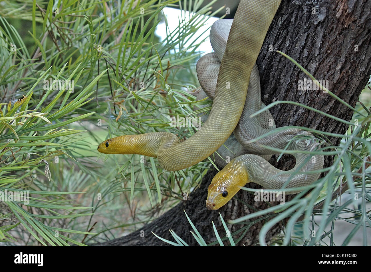 Pair of South Australian woma pythons, Aspidites ramsayi, on a tree ...