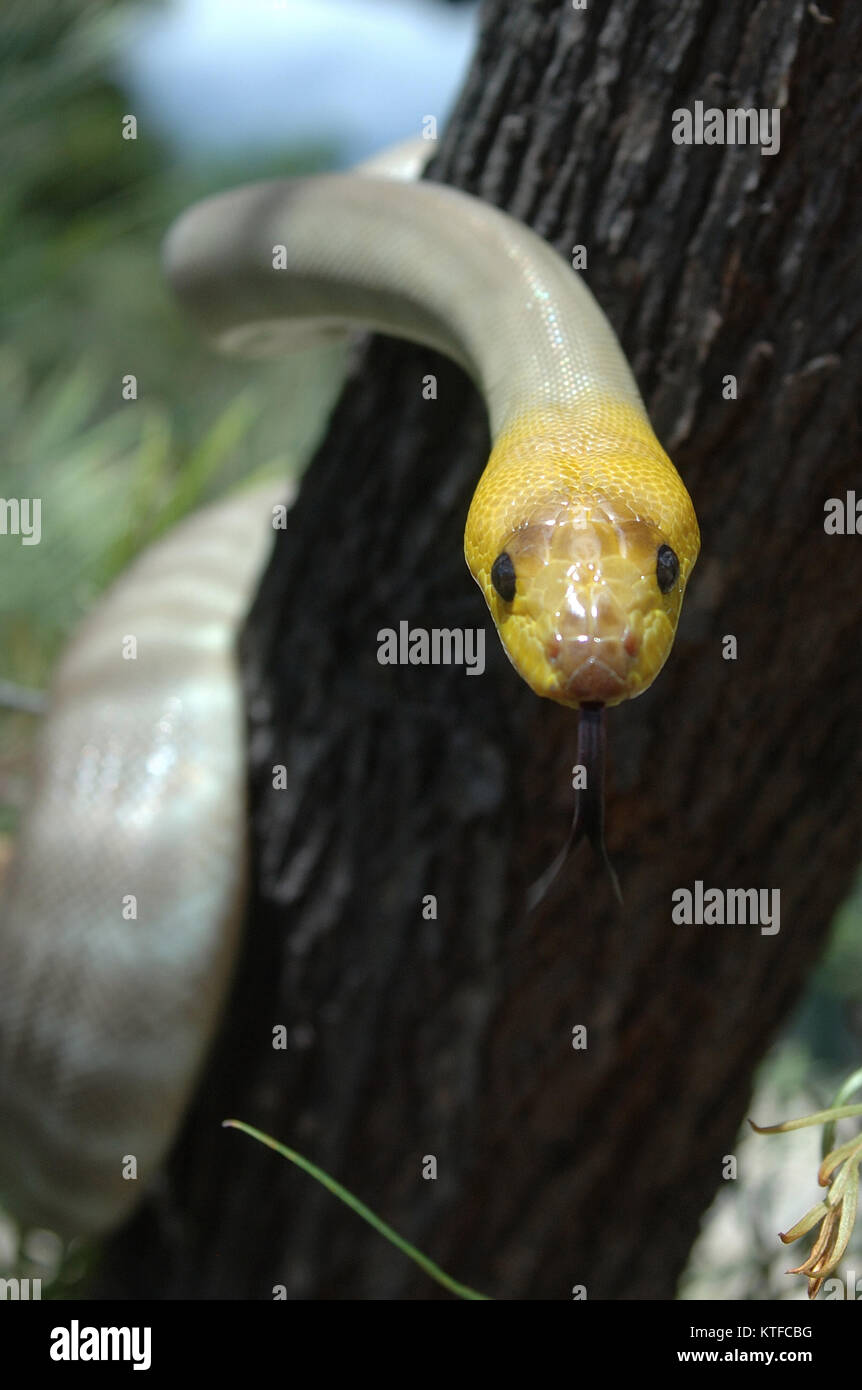 Portrait of South Australian woma python, Aspidites ramsayi, on a tree ...